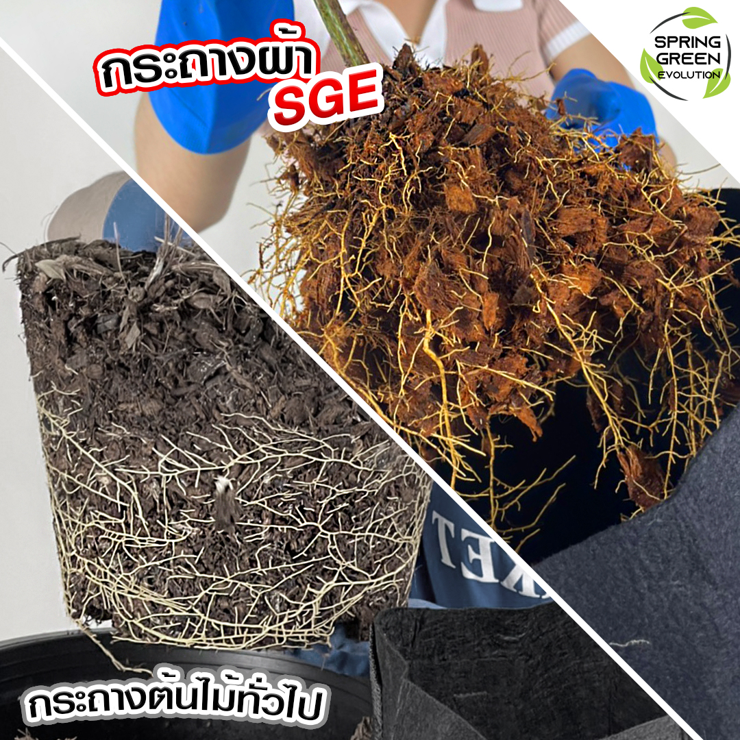 Spring green evolution กระถางผ้าปลูกต้นไม้ถุงปลูกต้นไม้ FP10 สีดำ - บริษัท สปริงกรีนอีโวลูชั่น ...