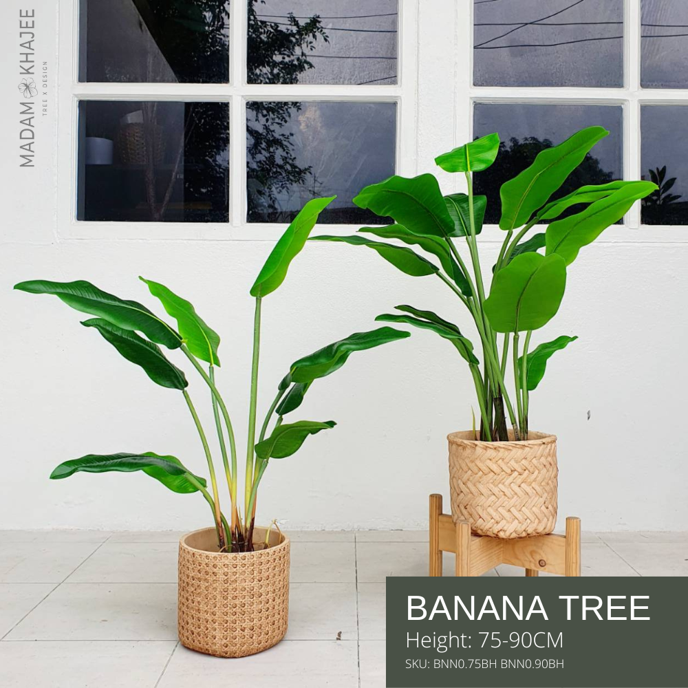 Banana Tree ต้นกล้วย Madam Khajee Banana Tree 75 CM - บริษัท ฟิน ดีไซน์ ...