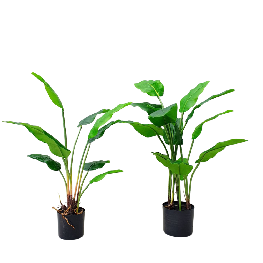 banana-tree-madam-khajee-banana-tree-75-cm