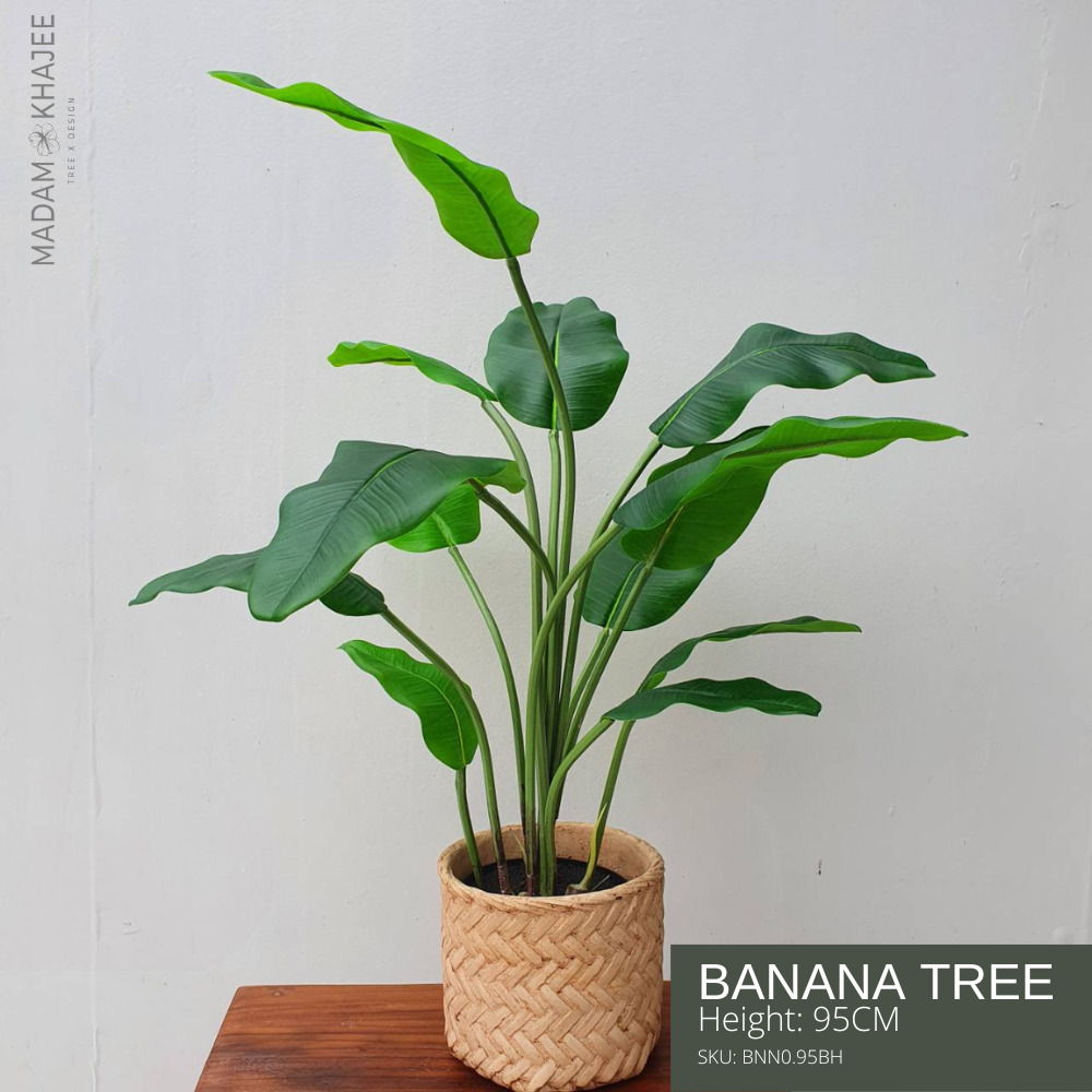 Banana Tree ต้นกล้วย Madam Khajee Banana Tree 75 CM - บริษัท ฟิน ดีไซน์ ...