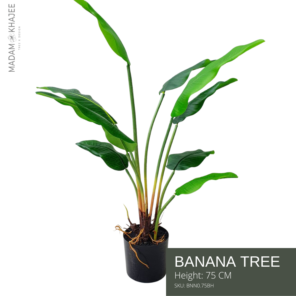 Banana Tree ต้นกล้วย Madam Khajee Banana Tree 75 CM - บริษัท ฟิน ดีไซน์ ...